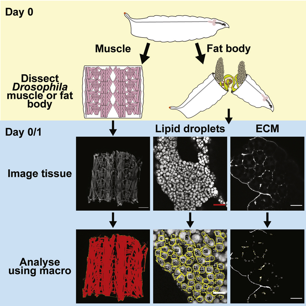 Cell Press: STAR Protocols