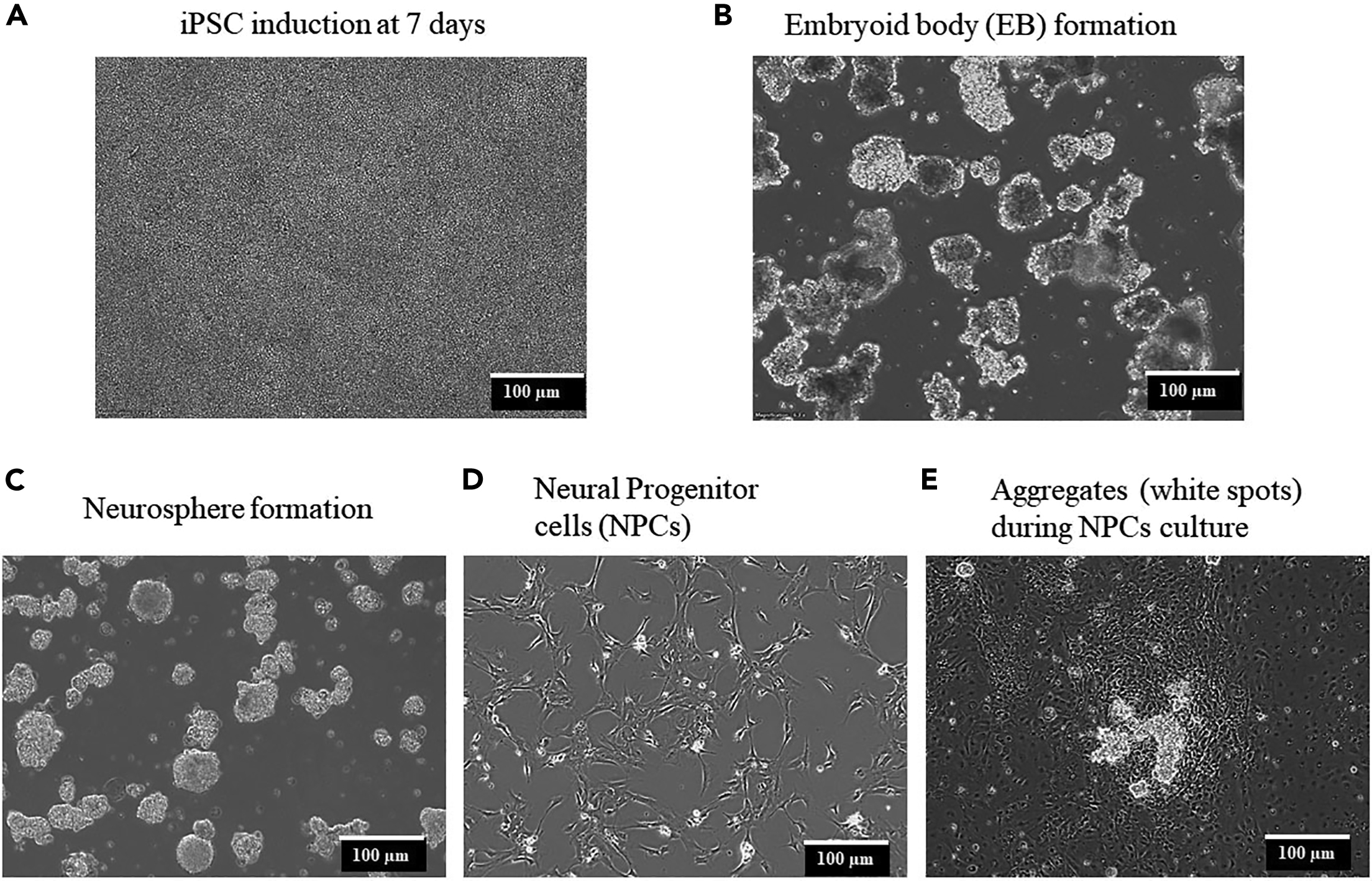 Cell Press: STAR Protocols
