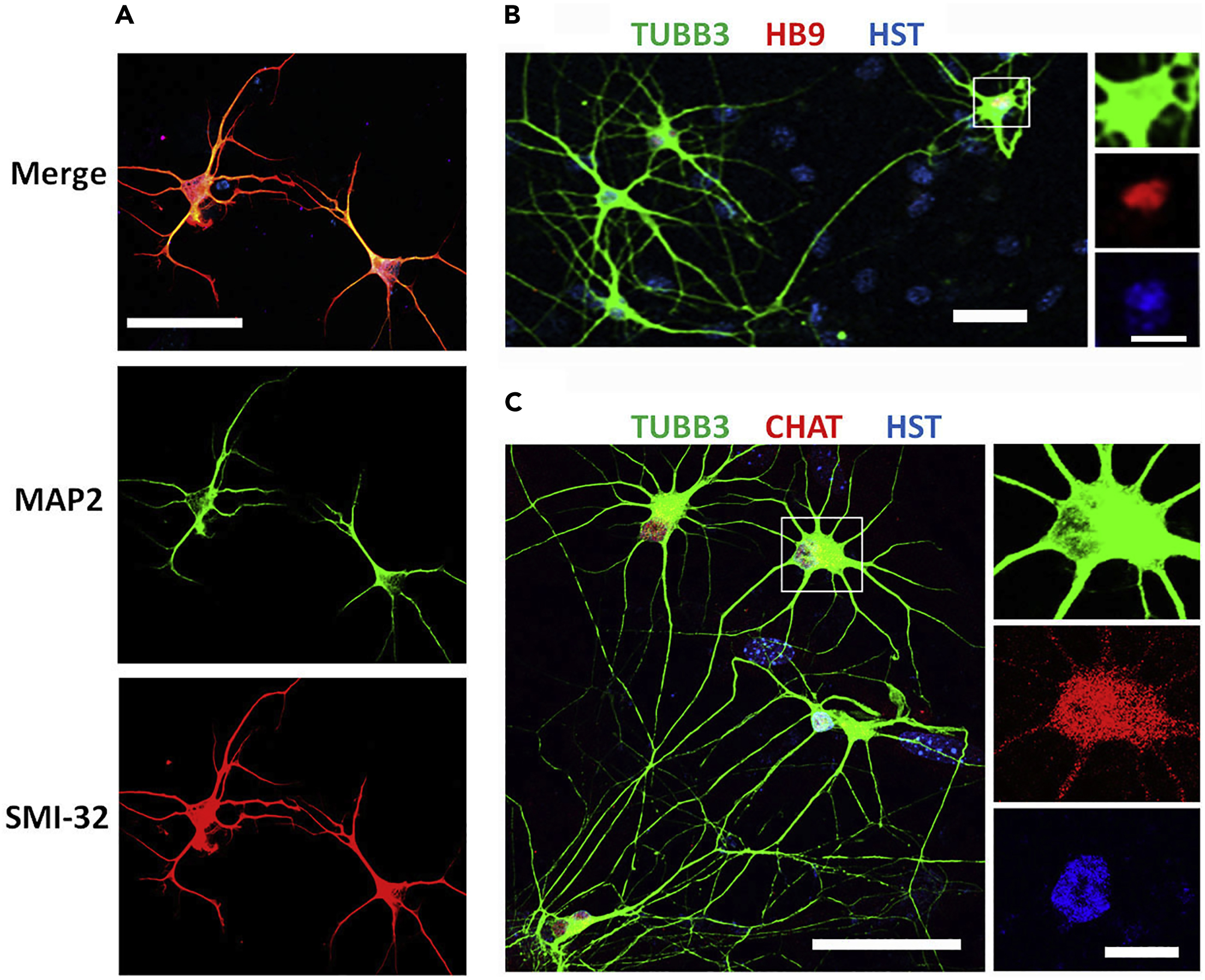 Cell Press: STAR Protocols