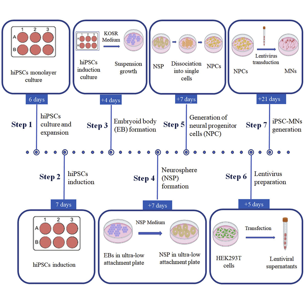 Cell Press: STAR Protocols