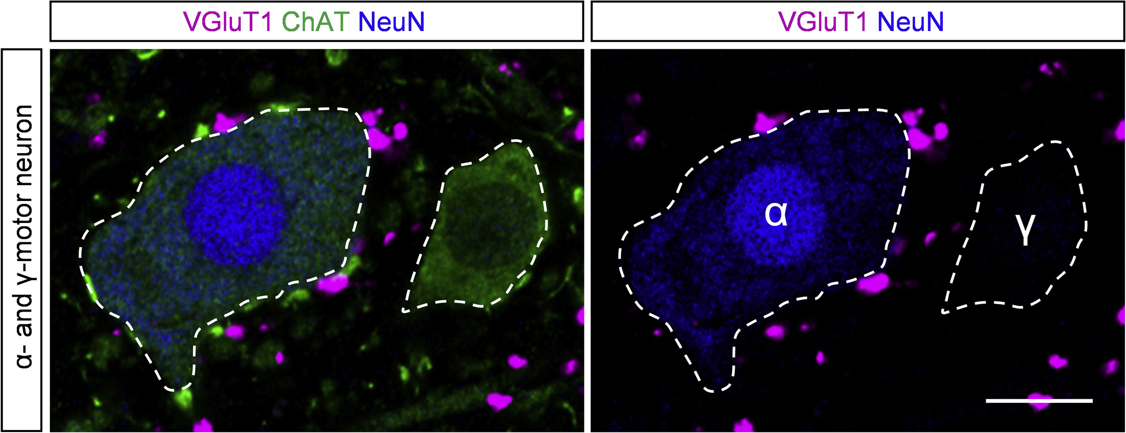 Cell Press: STAR Protocols