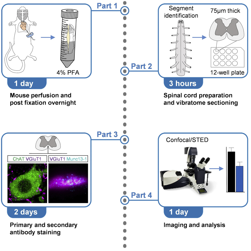 Cell Press: STAR Protocols