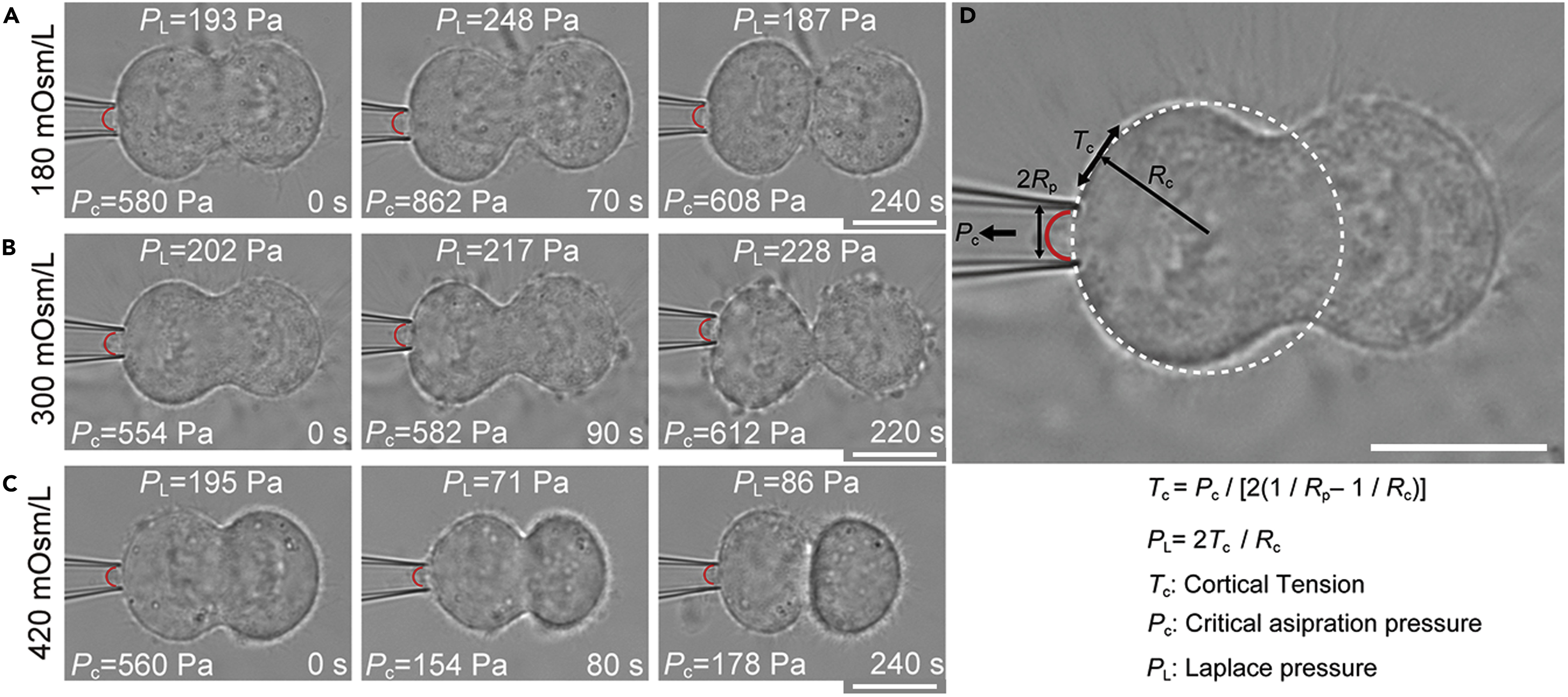 Cell Press: STAR Protocols