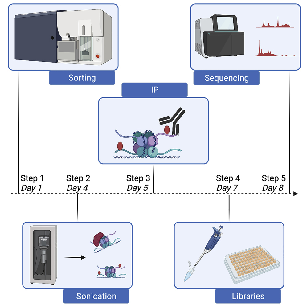 Cell Press: STAR Protocols