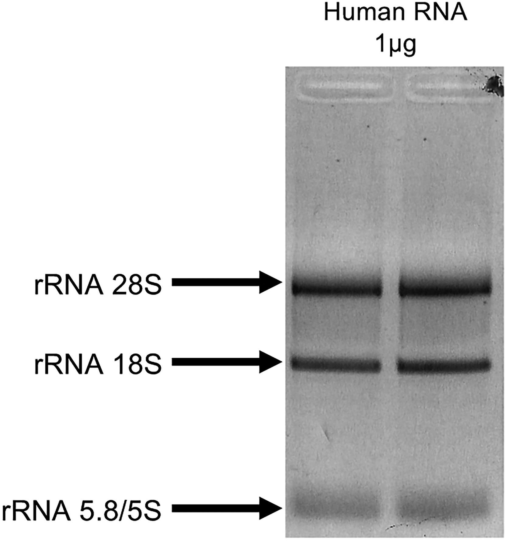 Cell Press: STAR Protocols