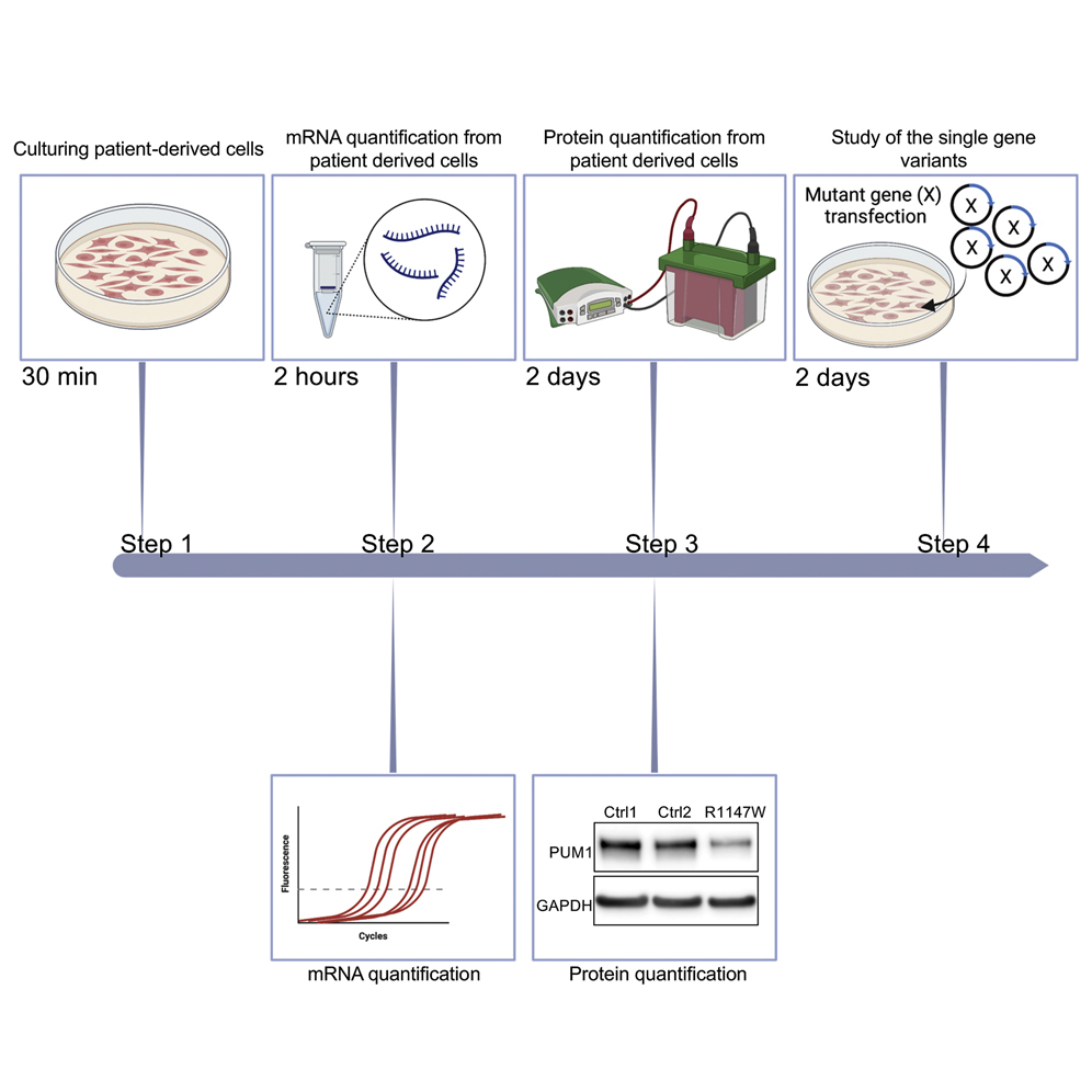 Cell Press: STAR Protocols