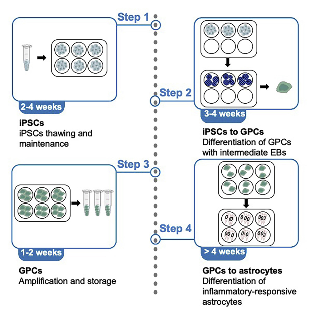 Cell Press: STAR Protocols