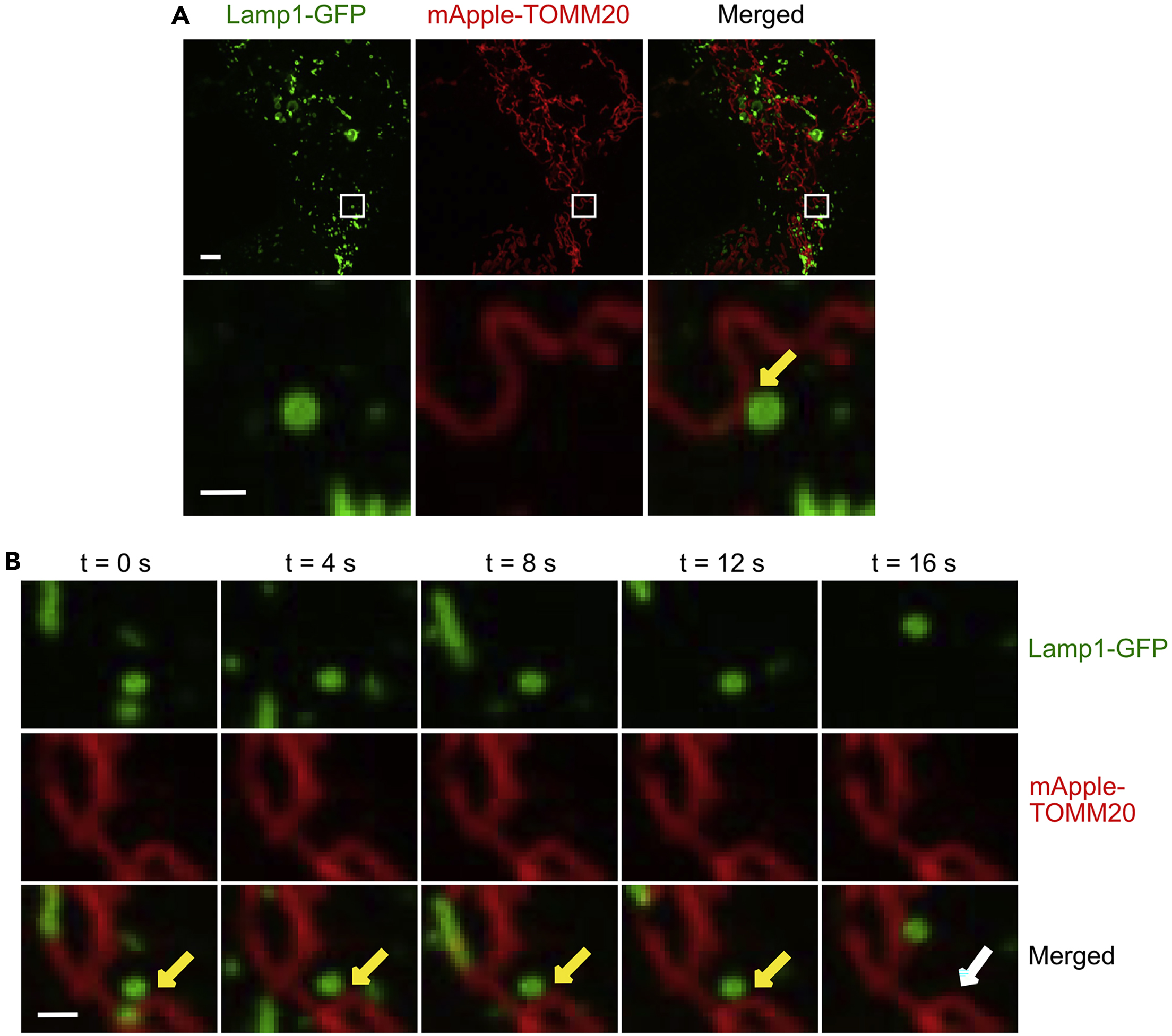 Cell Press: STAR Protocols