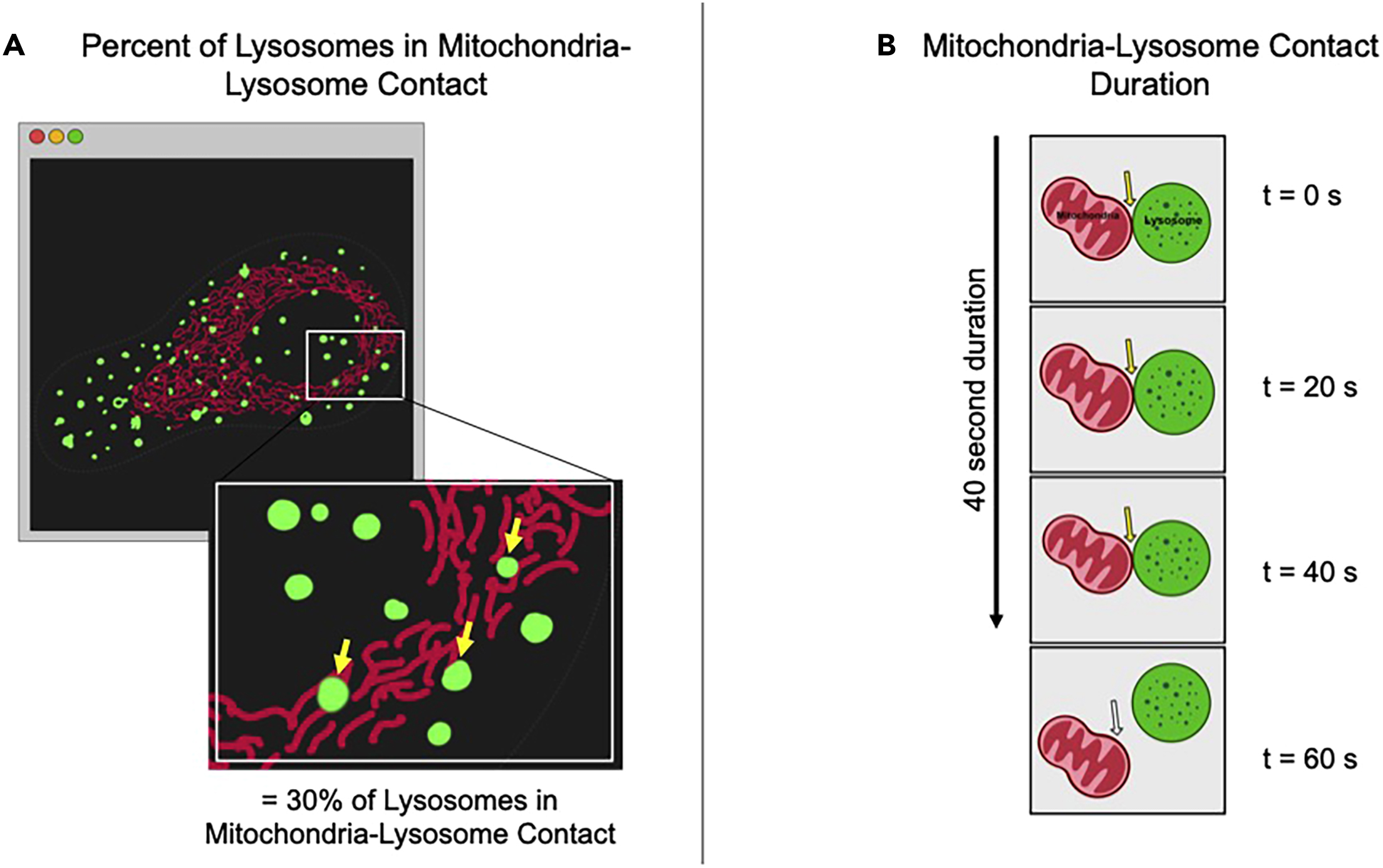Cell Press: STAR Protocols