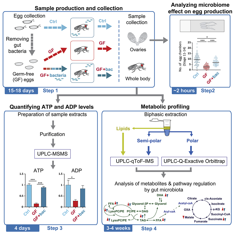 Cell Press: STAR Protocols