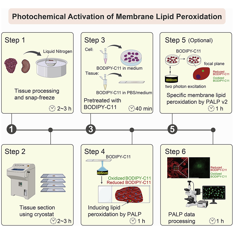 Cell Press: STAR Protocols