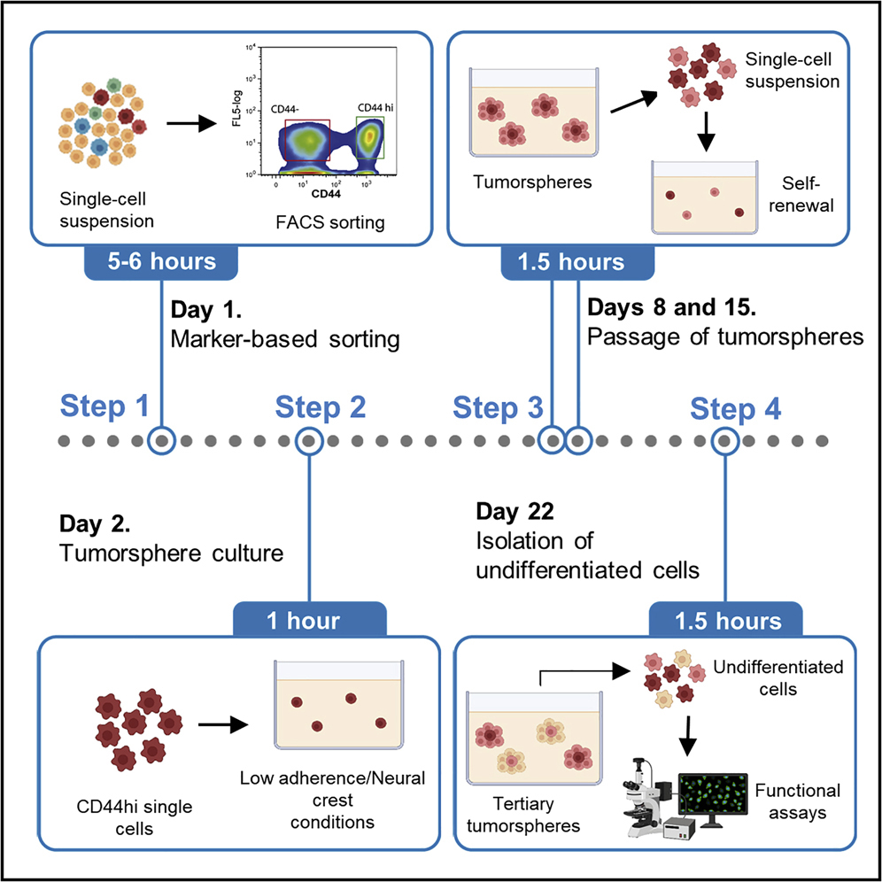 Cell Press: STAR Protocols