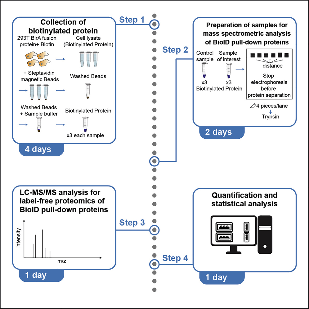 Cell Press: STAR Protocols