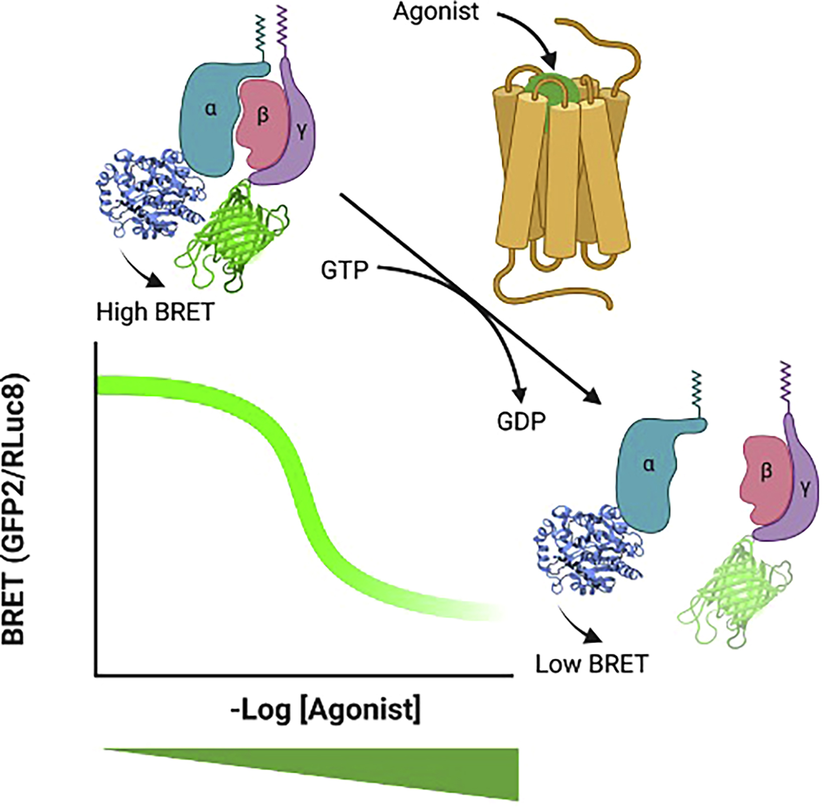 Cell Press: STAR Protocols