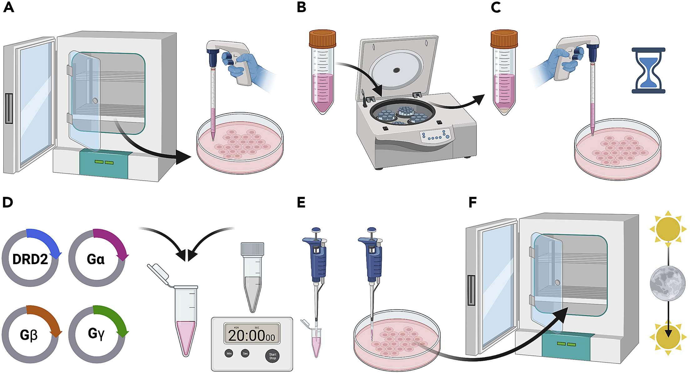 Cell Press: STAR Protocols
