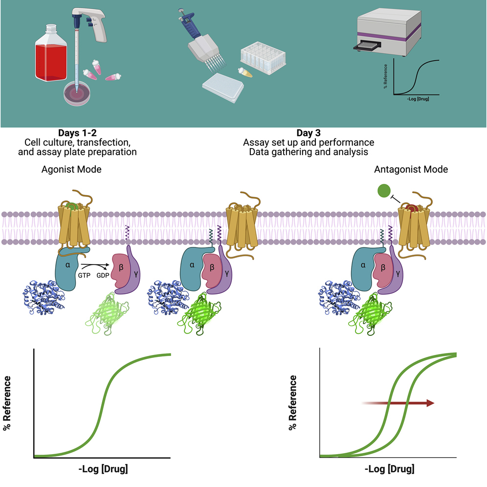 Cell Press: STAR Protocols