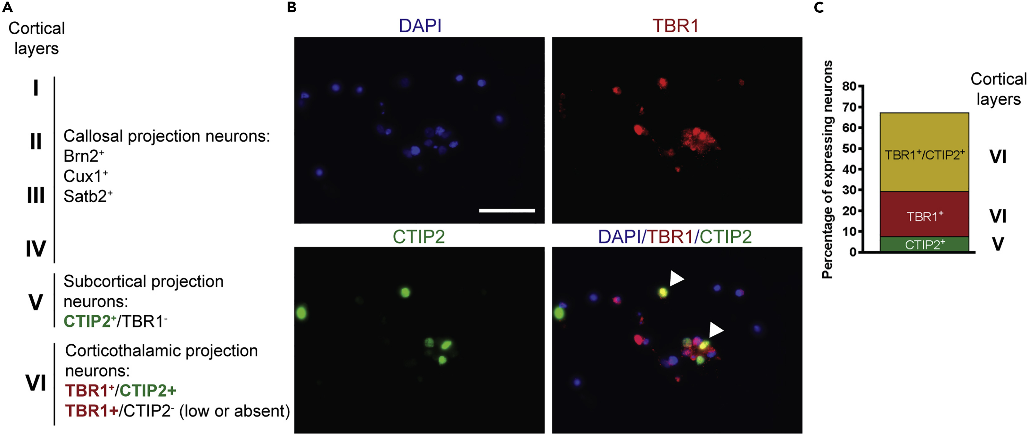Cell Press: STAR Protocols