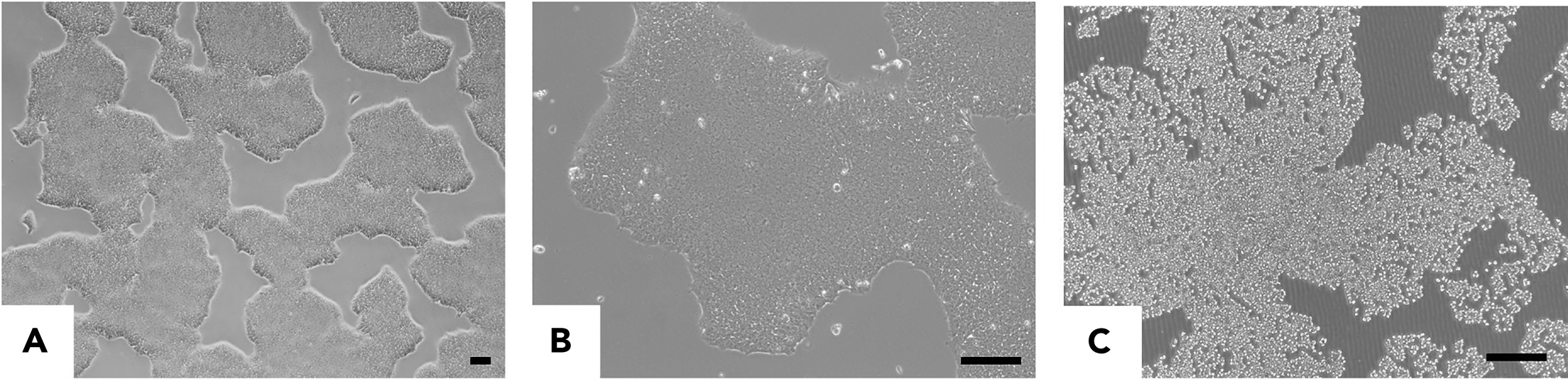 Cell Press: STAR Protocols