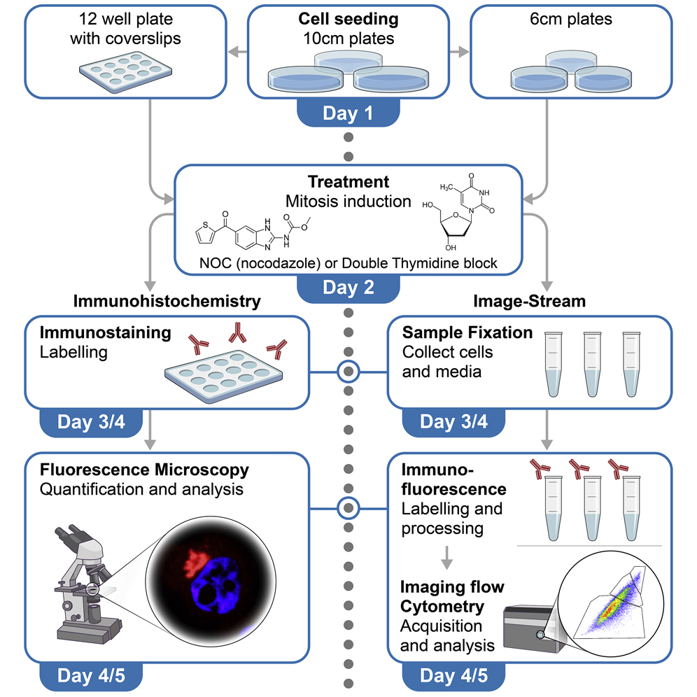 Cell Press: STAR Protocols