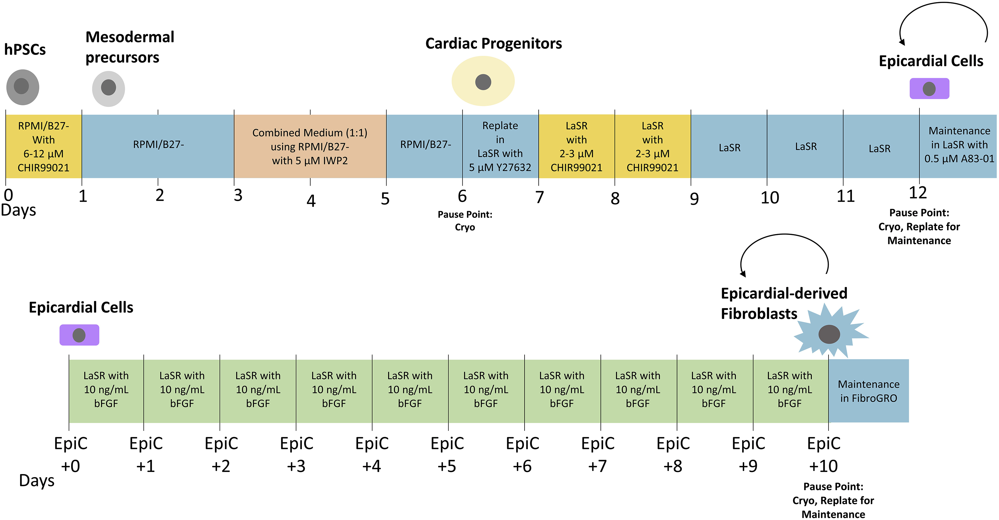 Cell Press: STAR Protocols