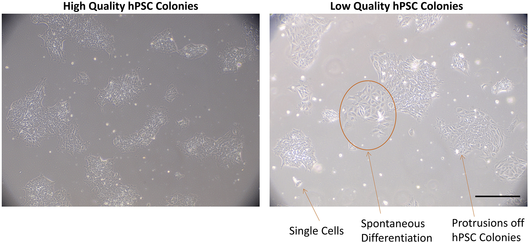 Cell Press: STAR Protocols