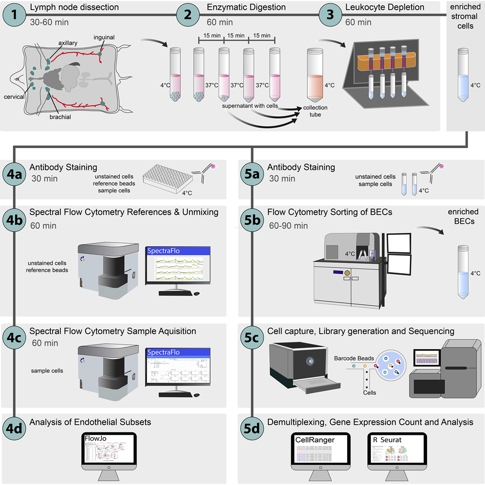 Cell Press: STAR Protocols