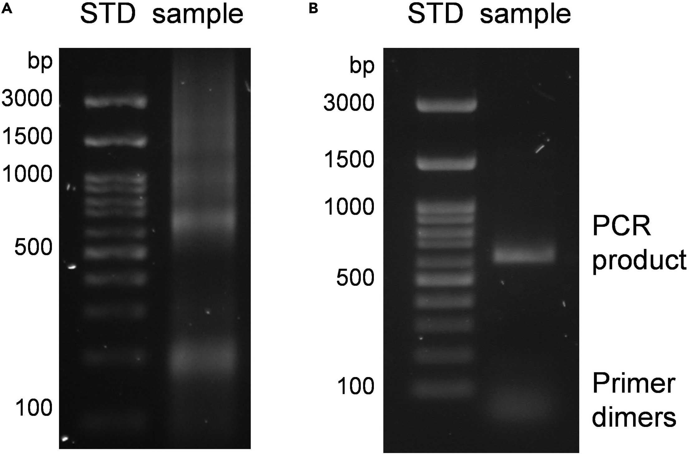 Cell Press: STAR Protocols