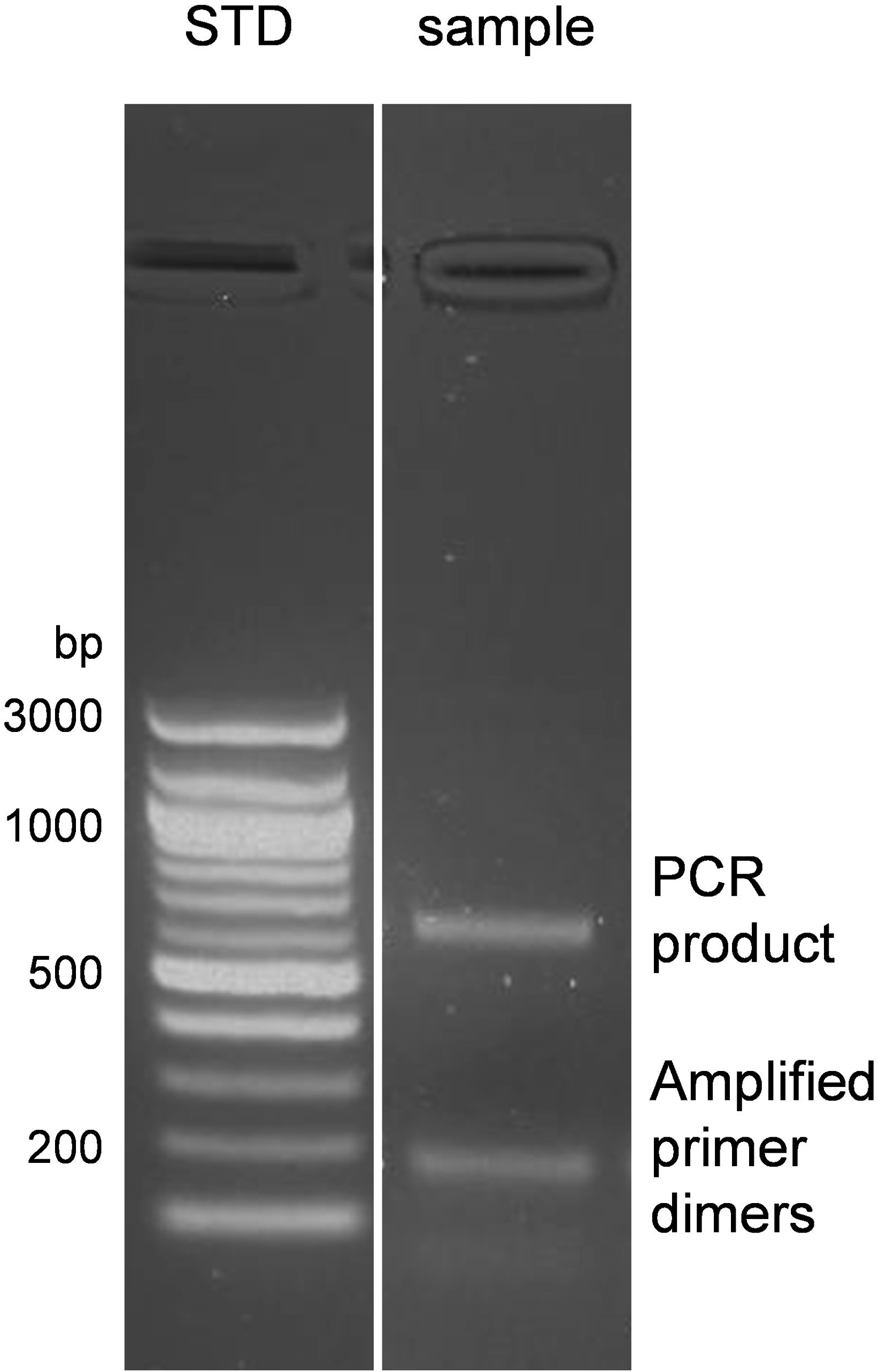 Cell Press: STAR Protocols