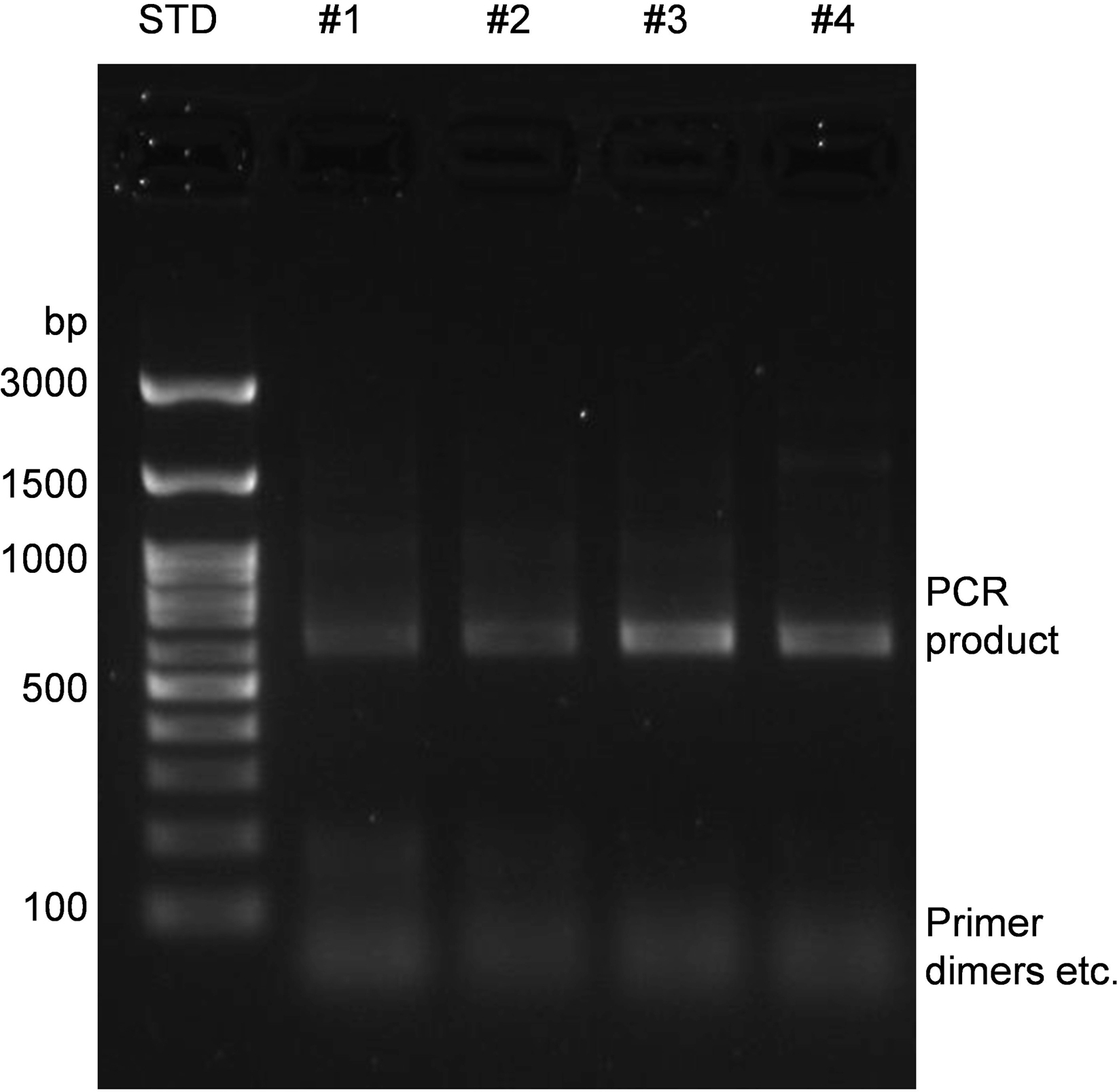 Cell Press: STAR Protocols