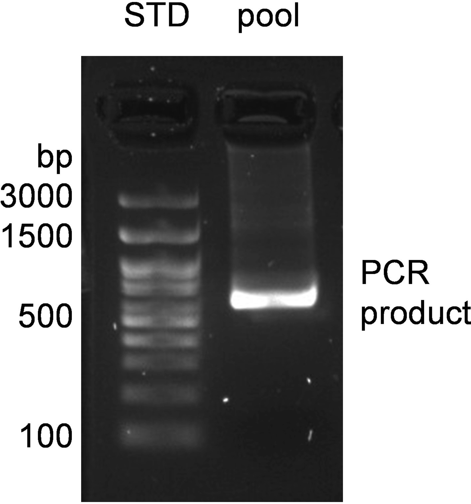 Cell Press: STAR Protocols