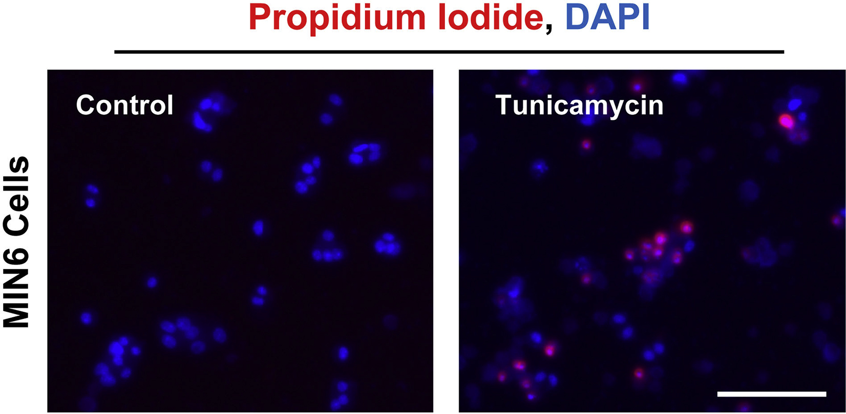 Cell Press: STAR Protocols
