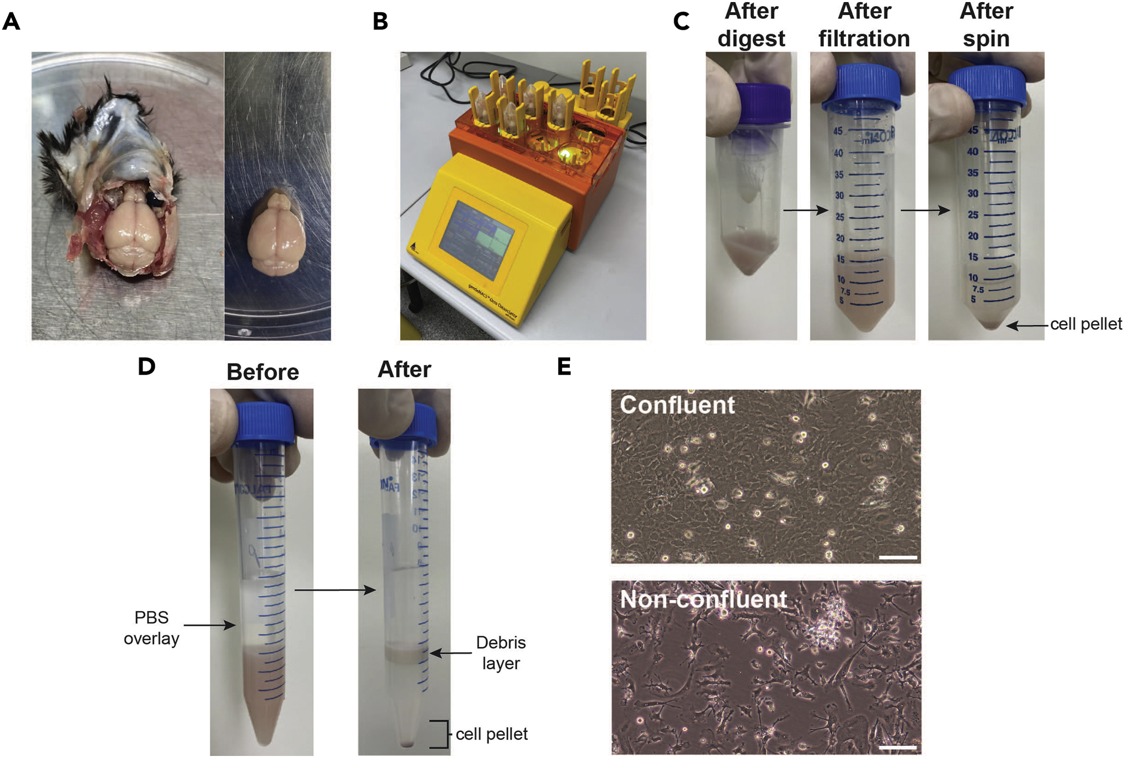 Cell Press: STAR Protocols