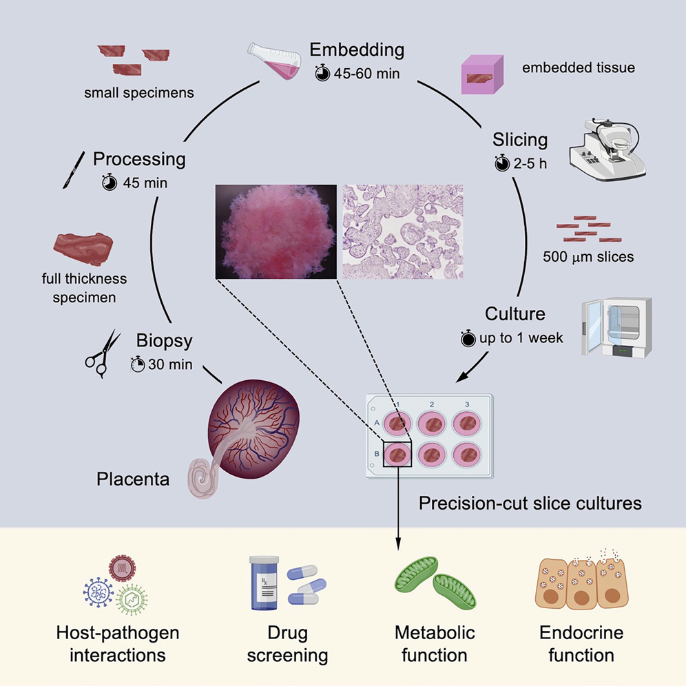 Cell Press: STAR Protocols