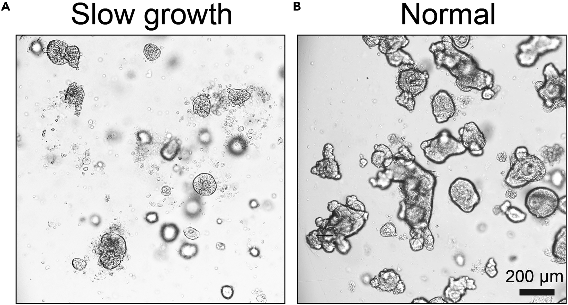 Cell Press: STAR Protocols