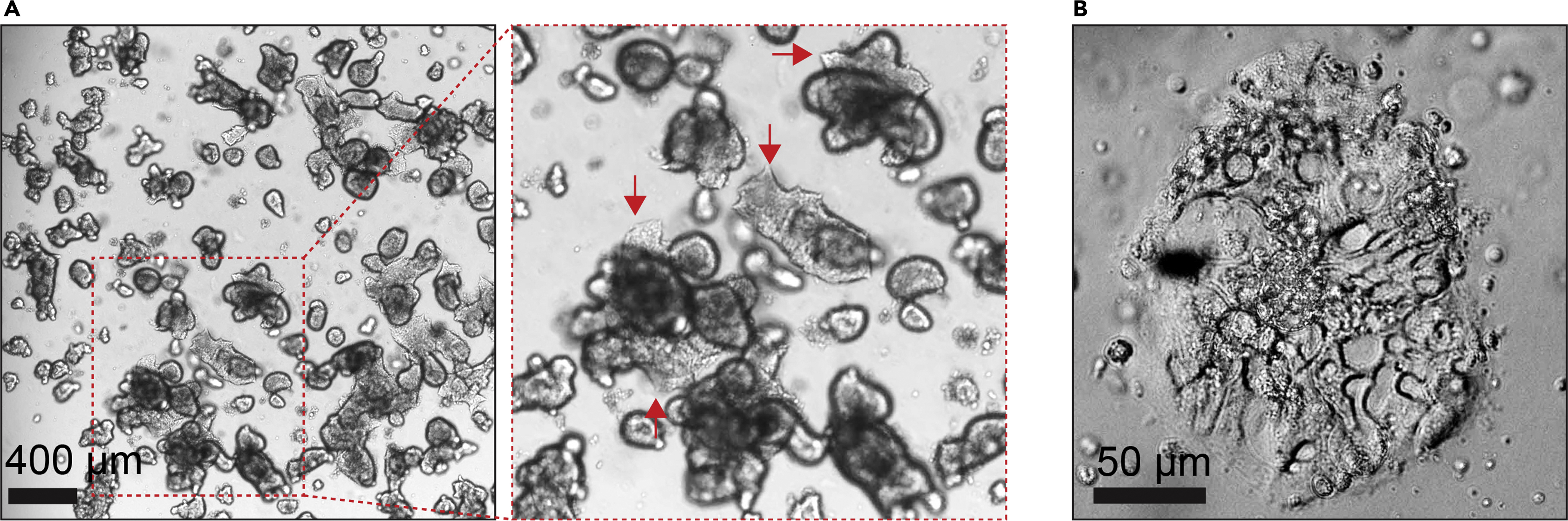 Cell Press: STAR Protocols