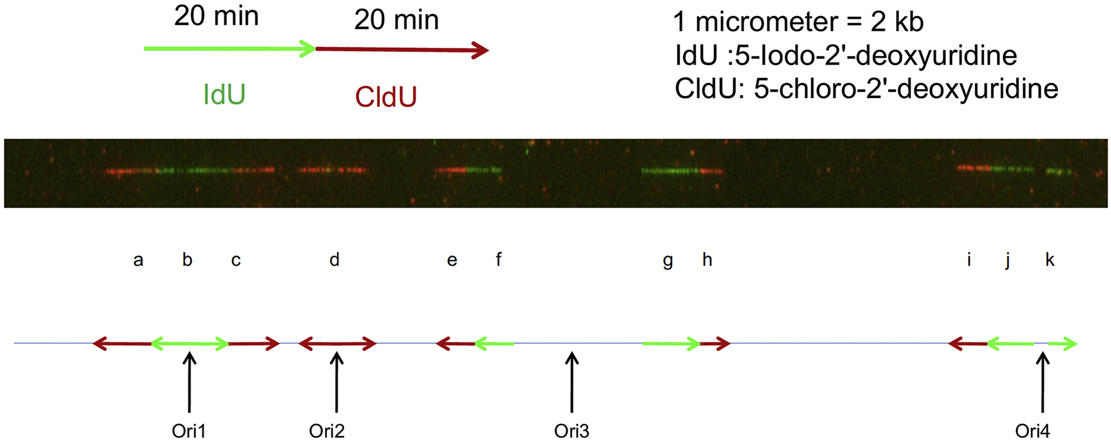 Cell Press: STAR Protocols