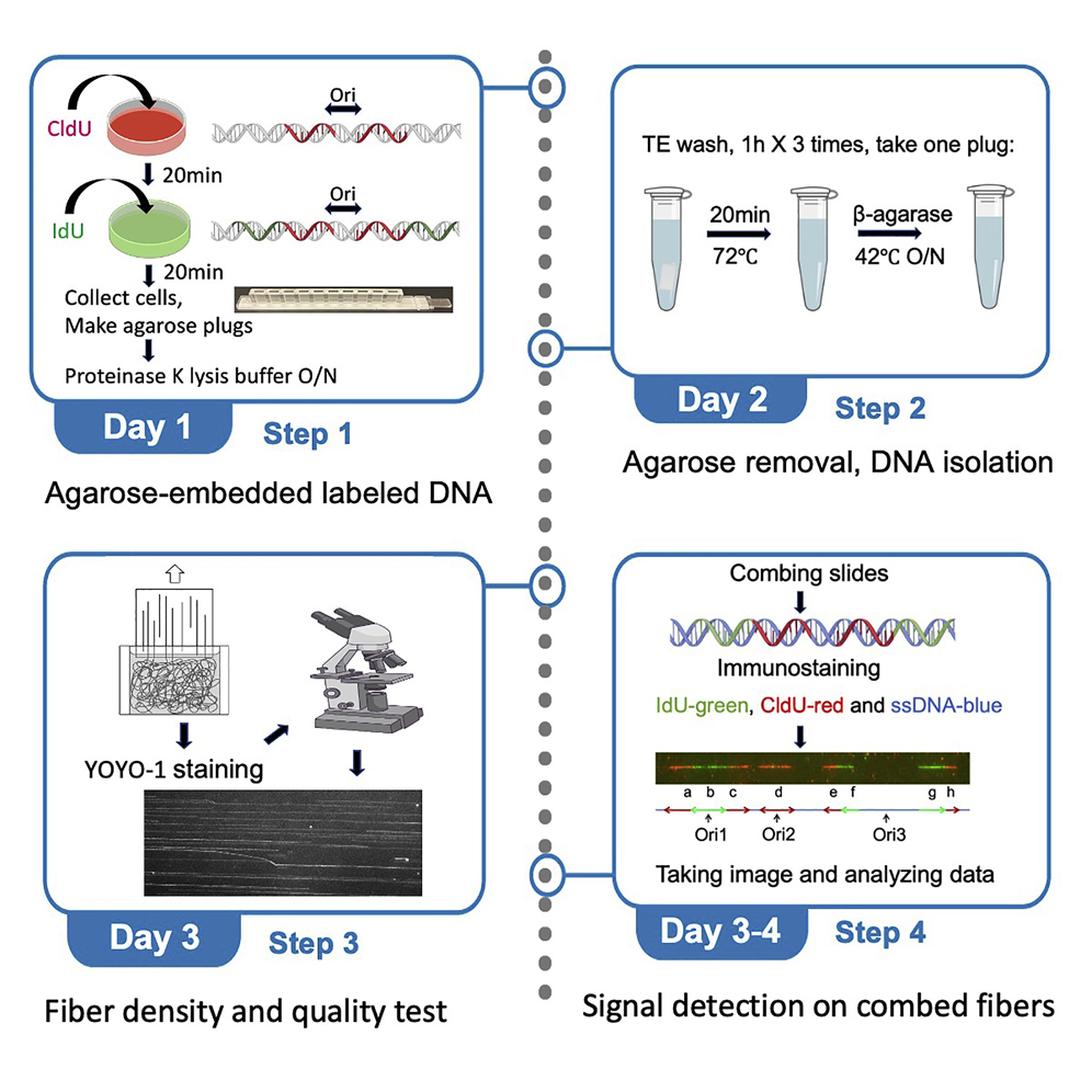 Cell Press: STAR Protocols