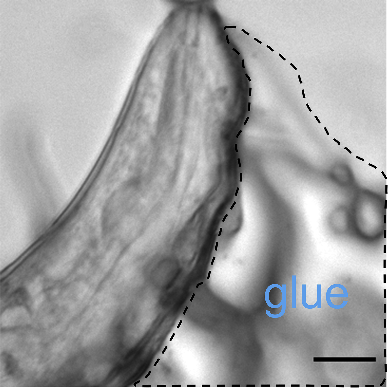 Cell Press: STAR Protocols