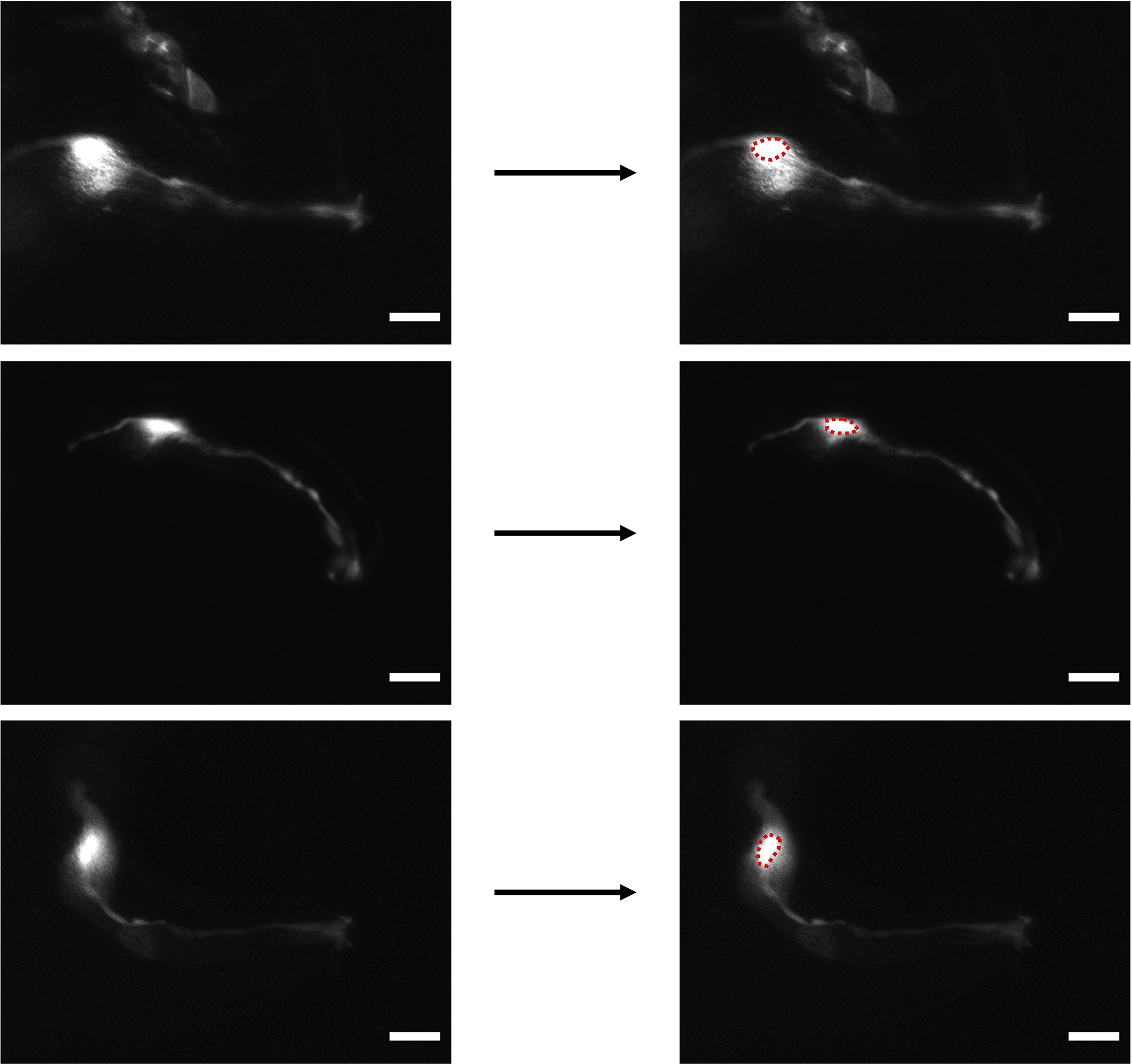 Cell Press: STAR Protocols