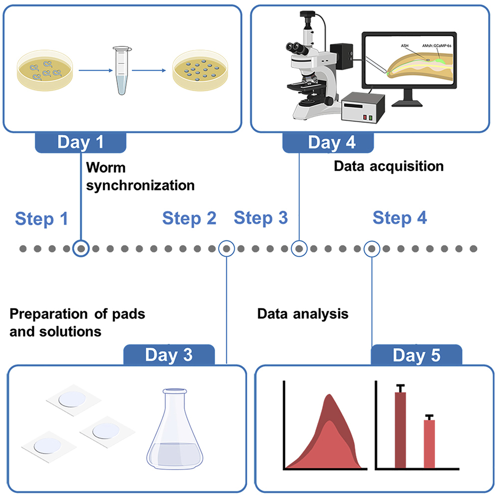 Cell Press: STAR Protocols