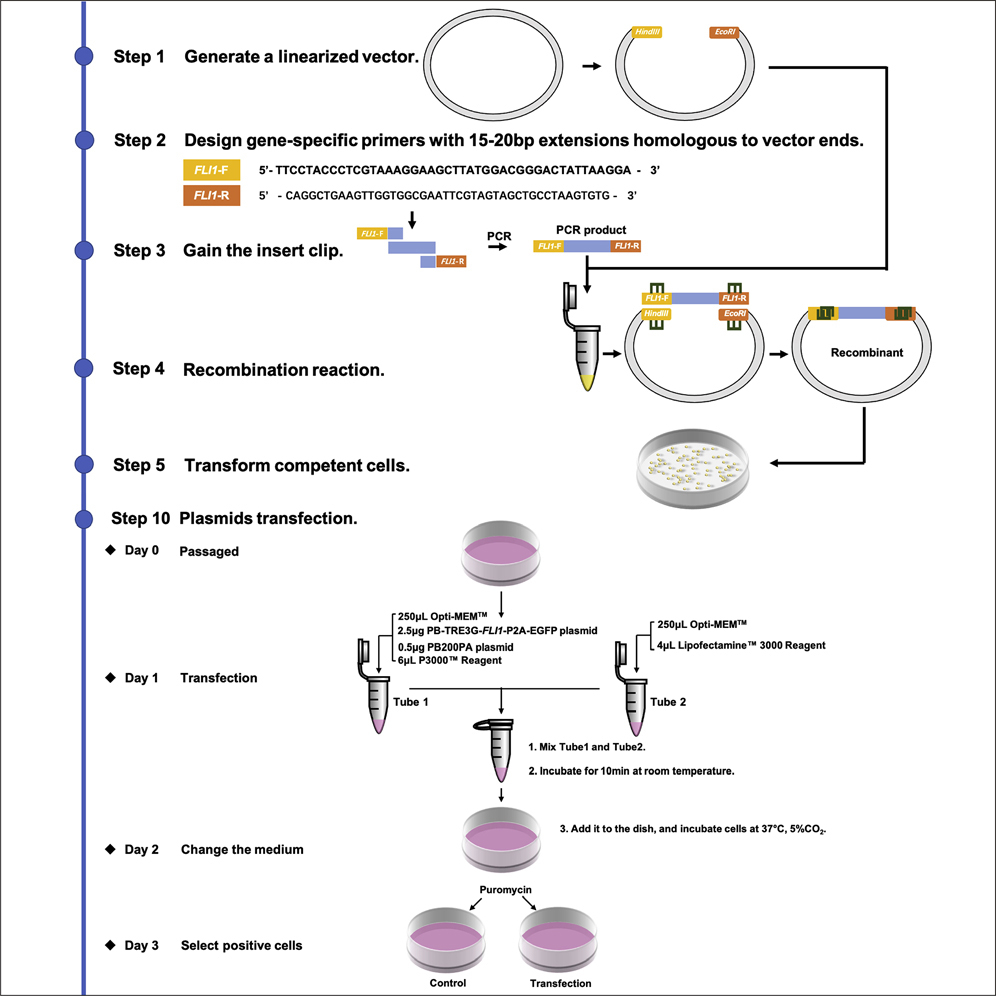 Cell Press: STAR Protocols