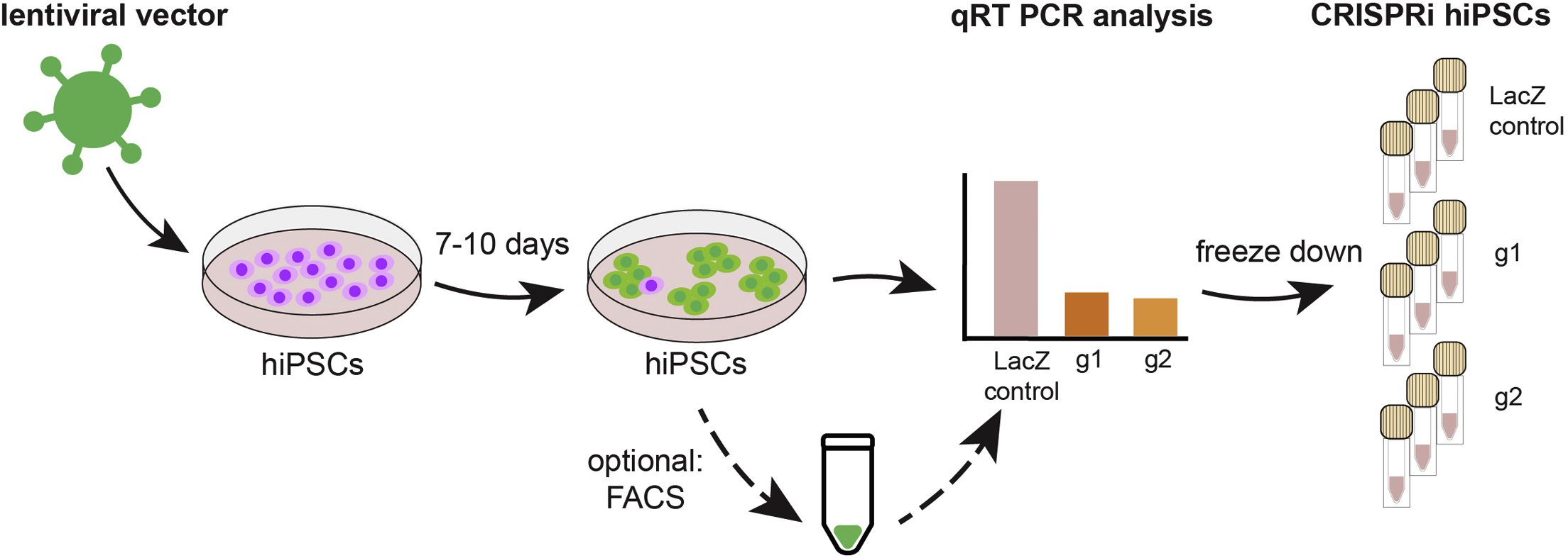 Cell Press: STAR Protocols