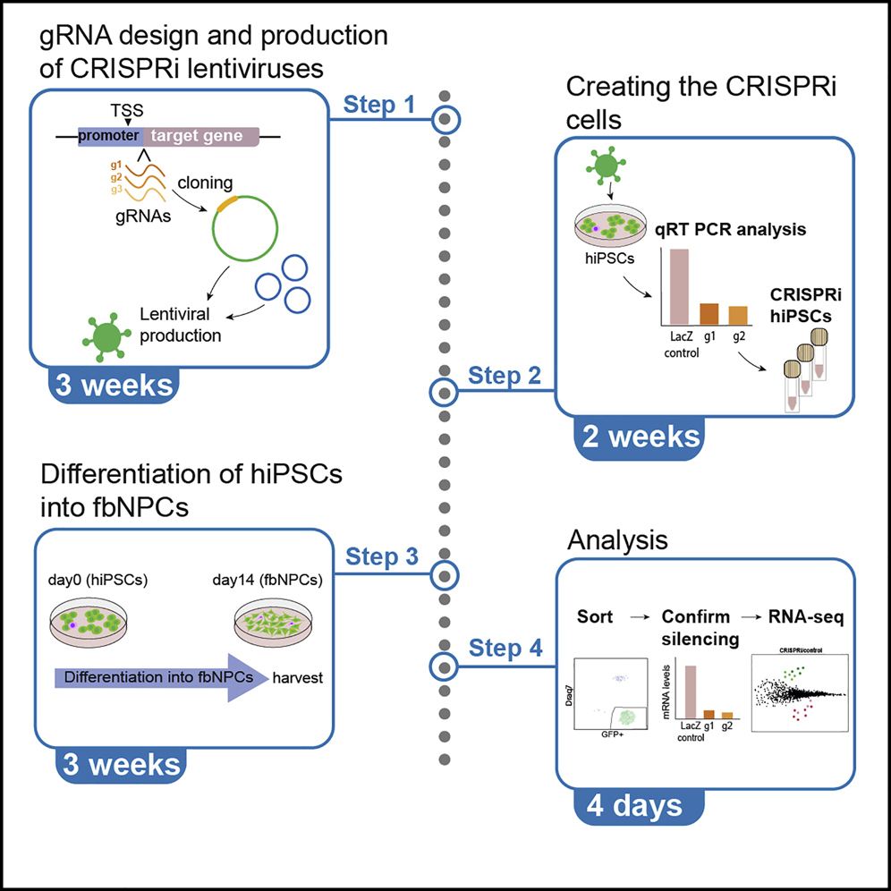 Cell Press: STAR Protocols