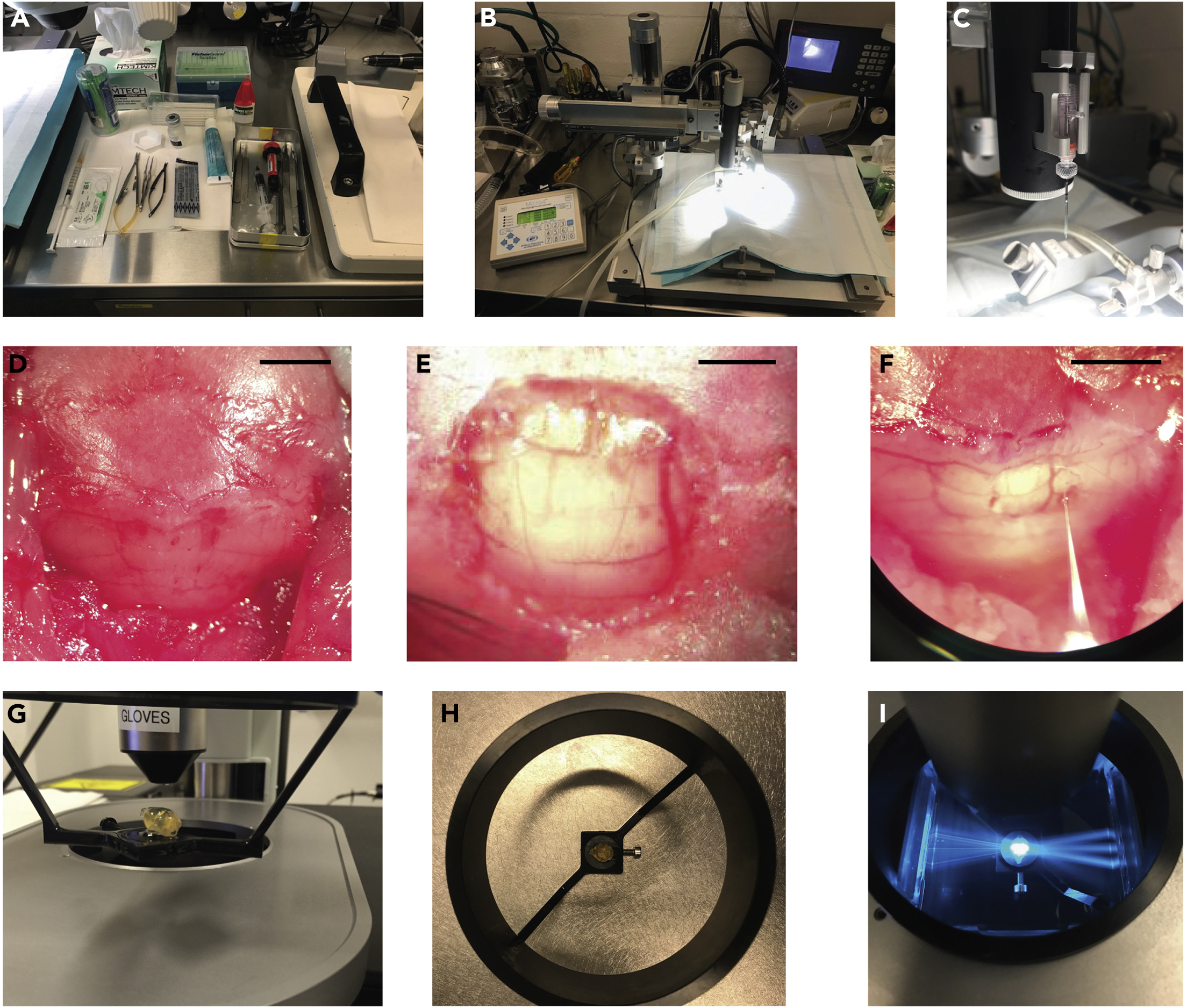 Cell Press: STAR Protocols