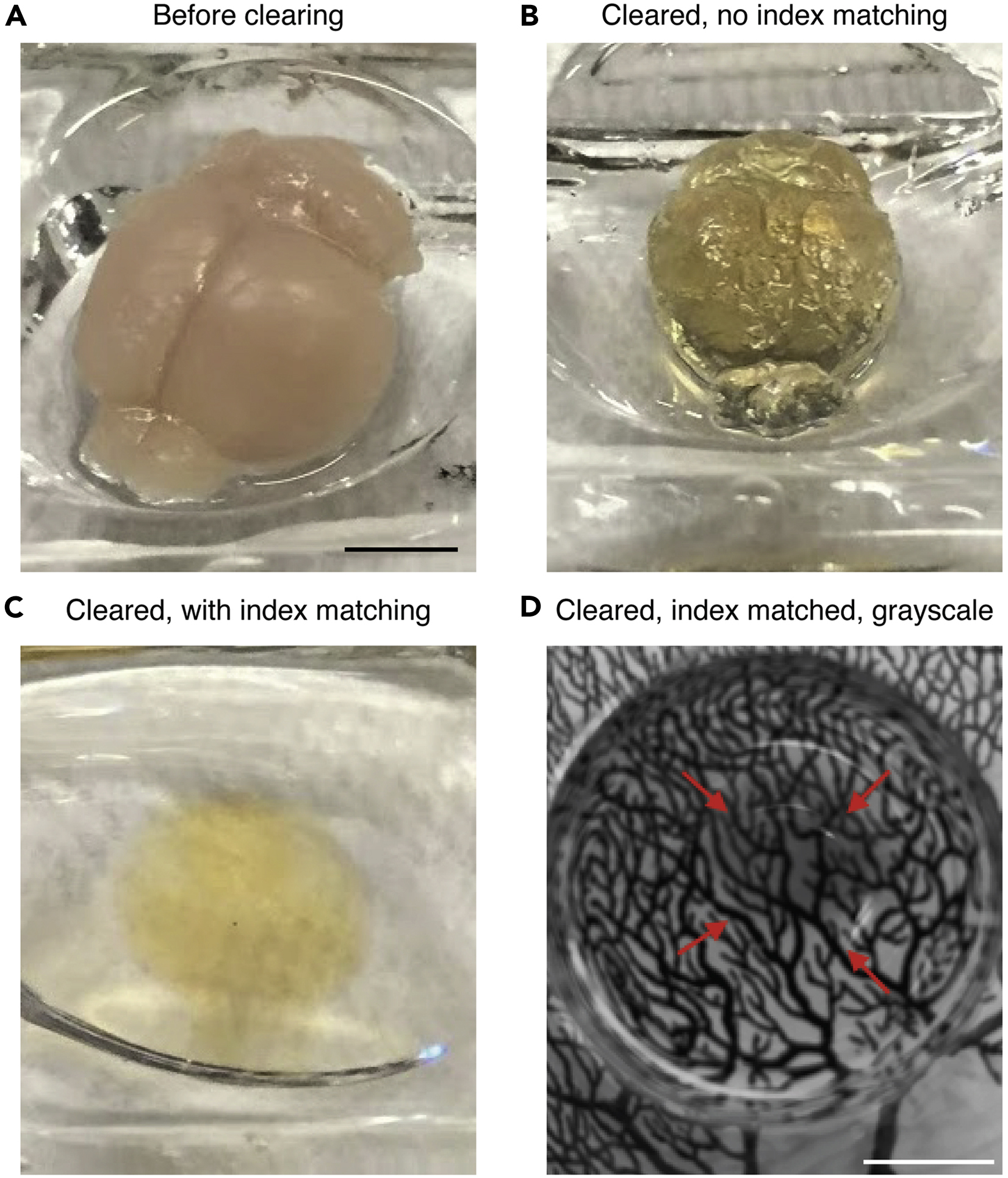 Cell Press: STAR Protocols