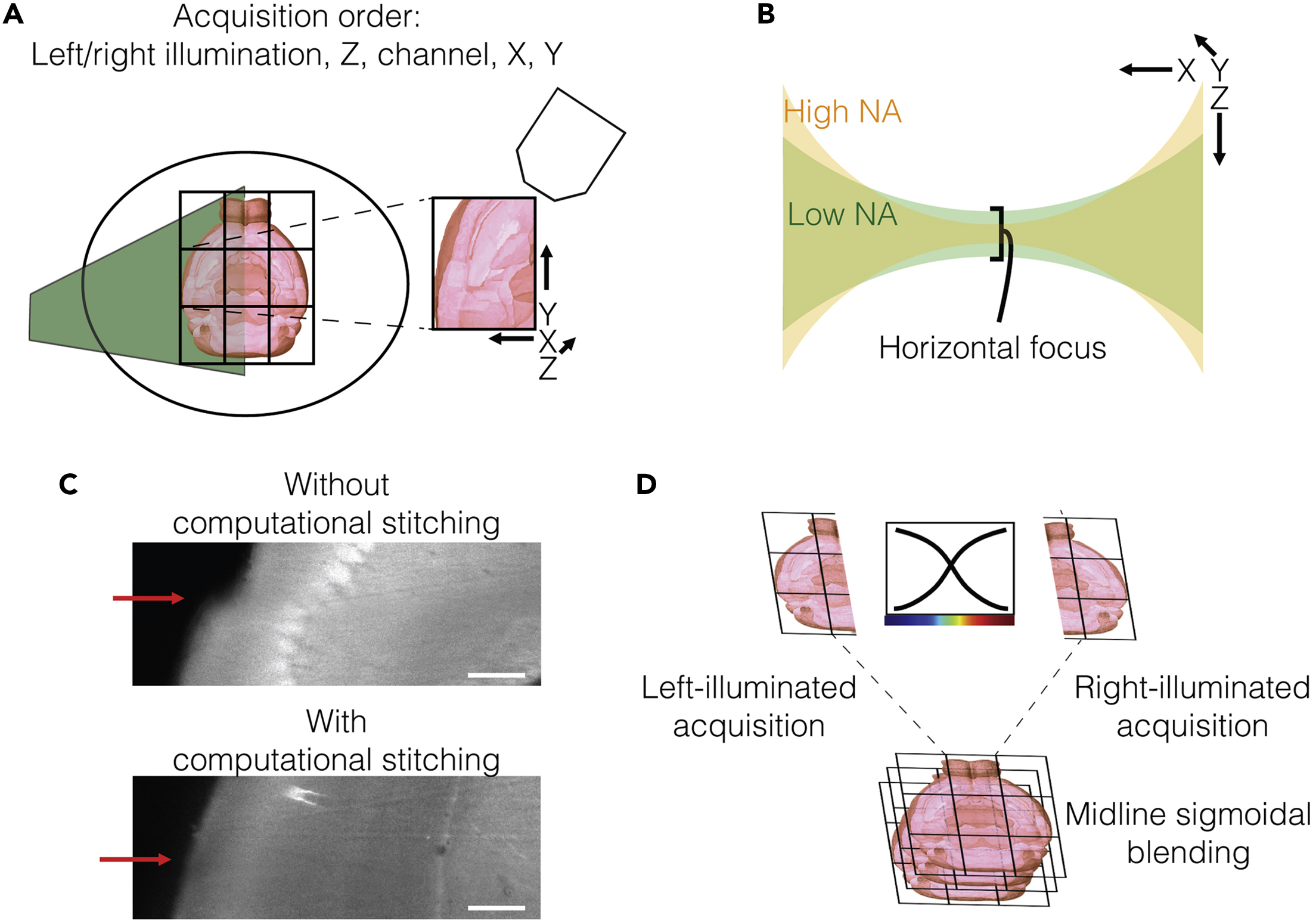Cell Press: STAR Protocols