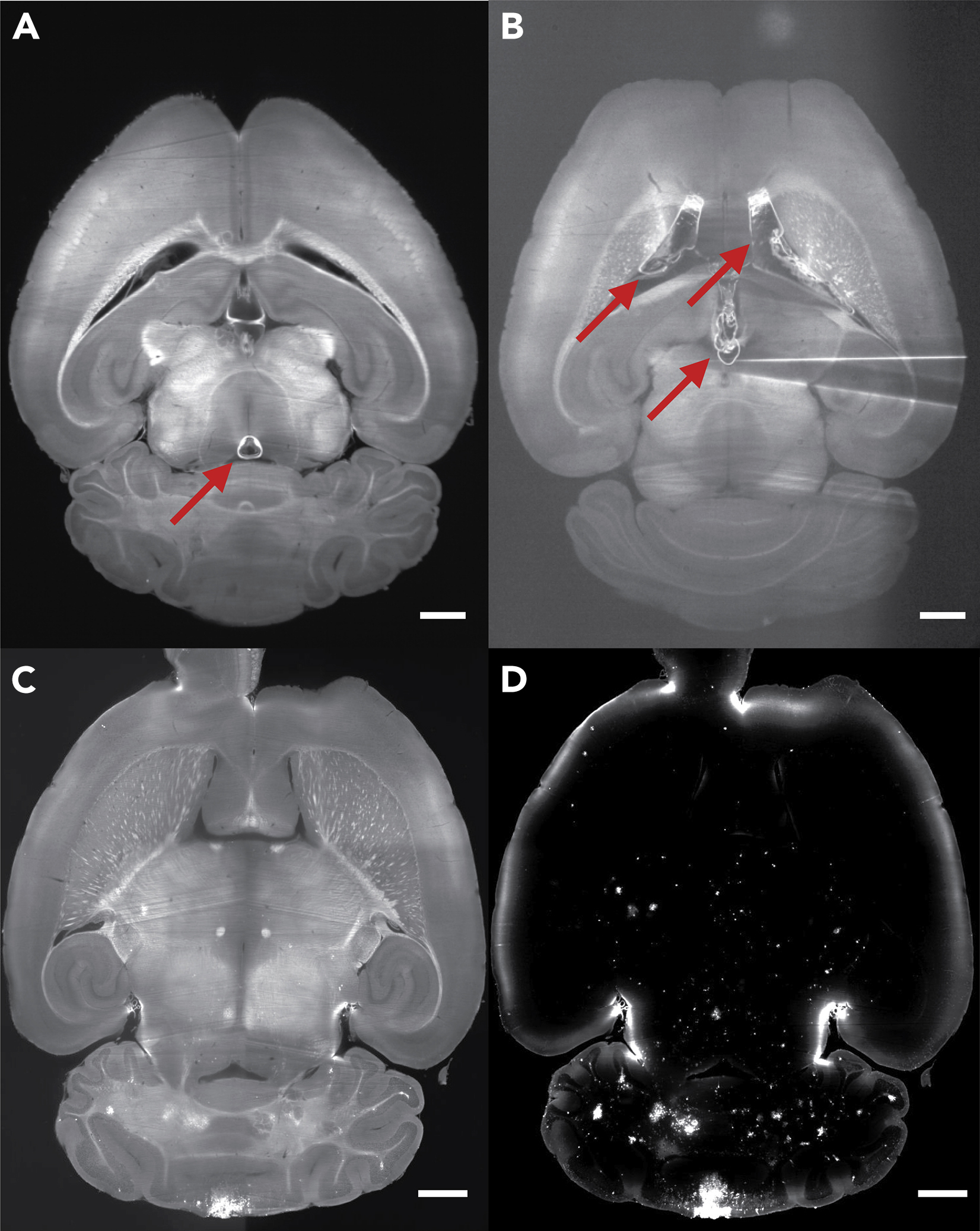 Cell Press: STAR Protocols