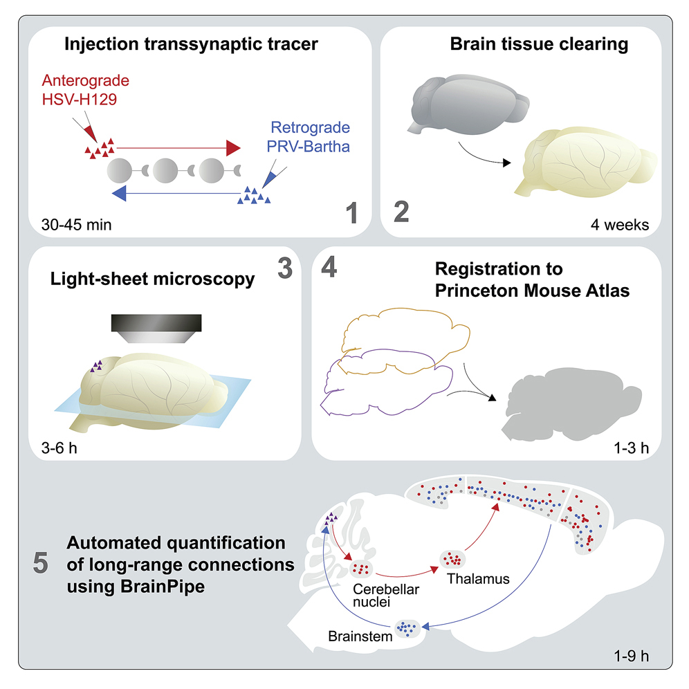 Cell Press: STAR Protocols