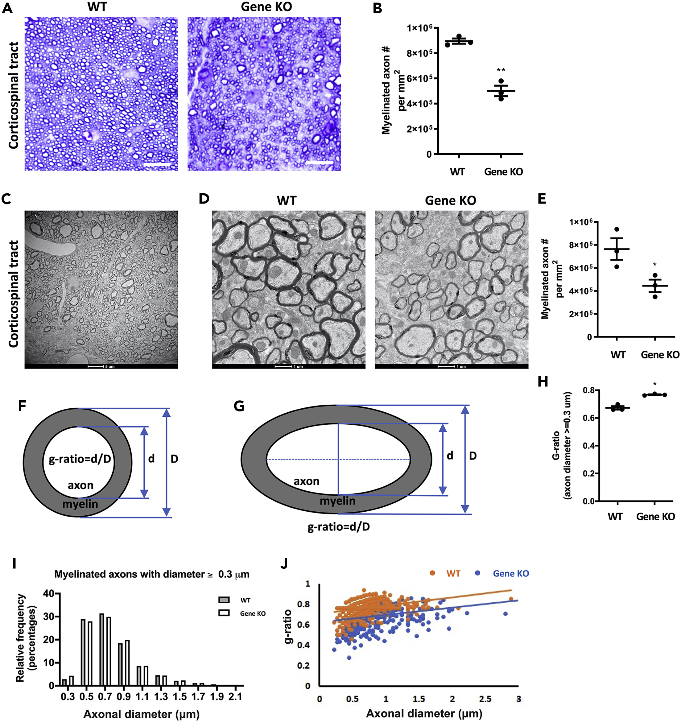 Cell Press: STAR Protocols