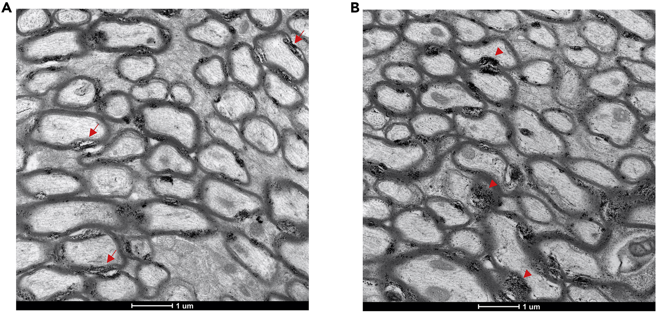 Cell Press: STAR Protocols